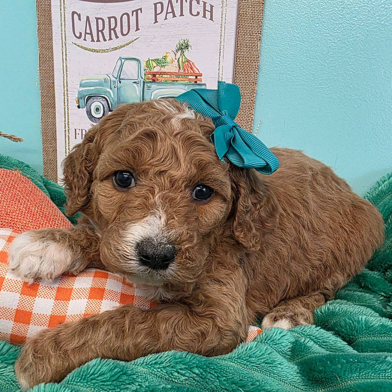 Whisper - mini | Goldendoodle Girl | Puppy ID 29046