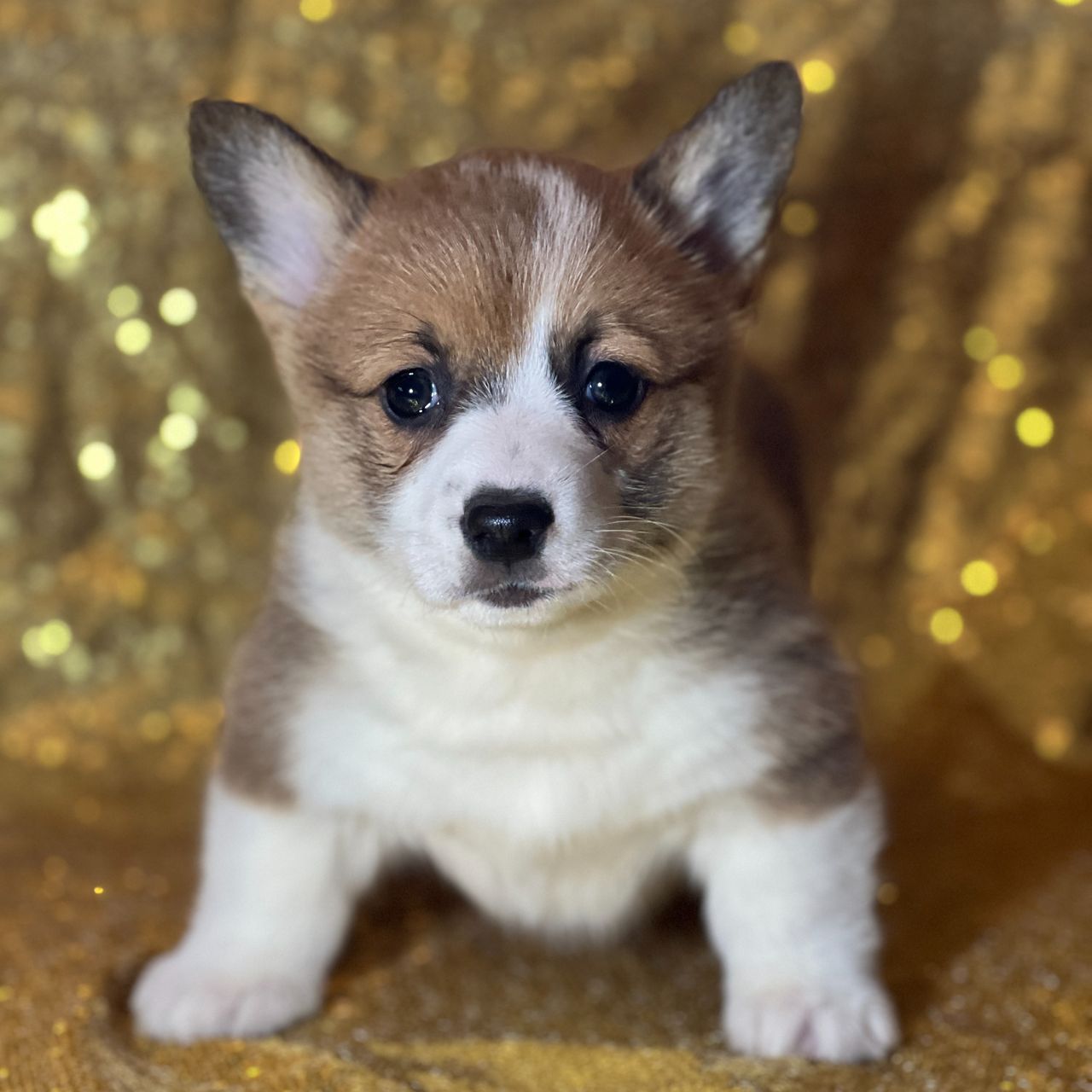 Blair | Pembroke Welsh Corgi Girl | Puppy ID 29411