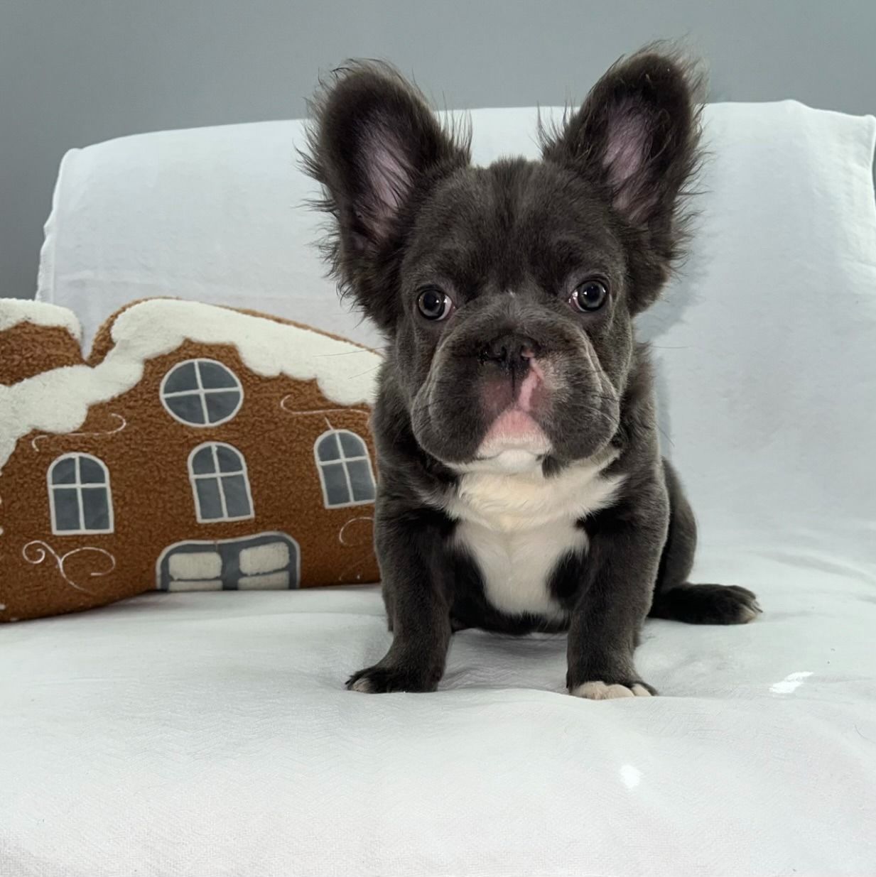 Bluey | French Bulldog Boy | Puppy ID 29479