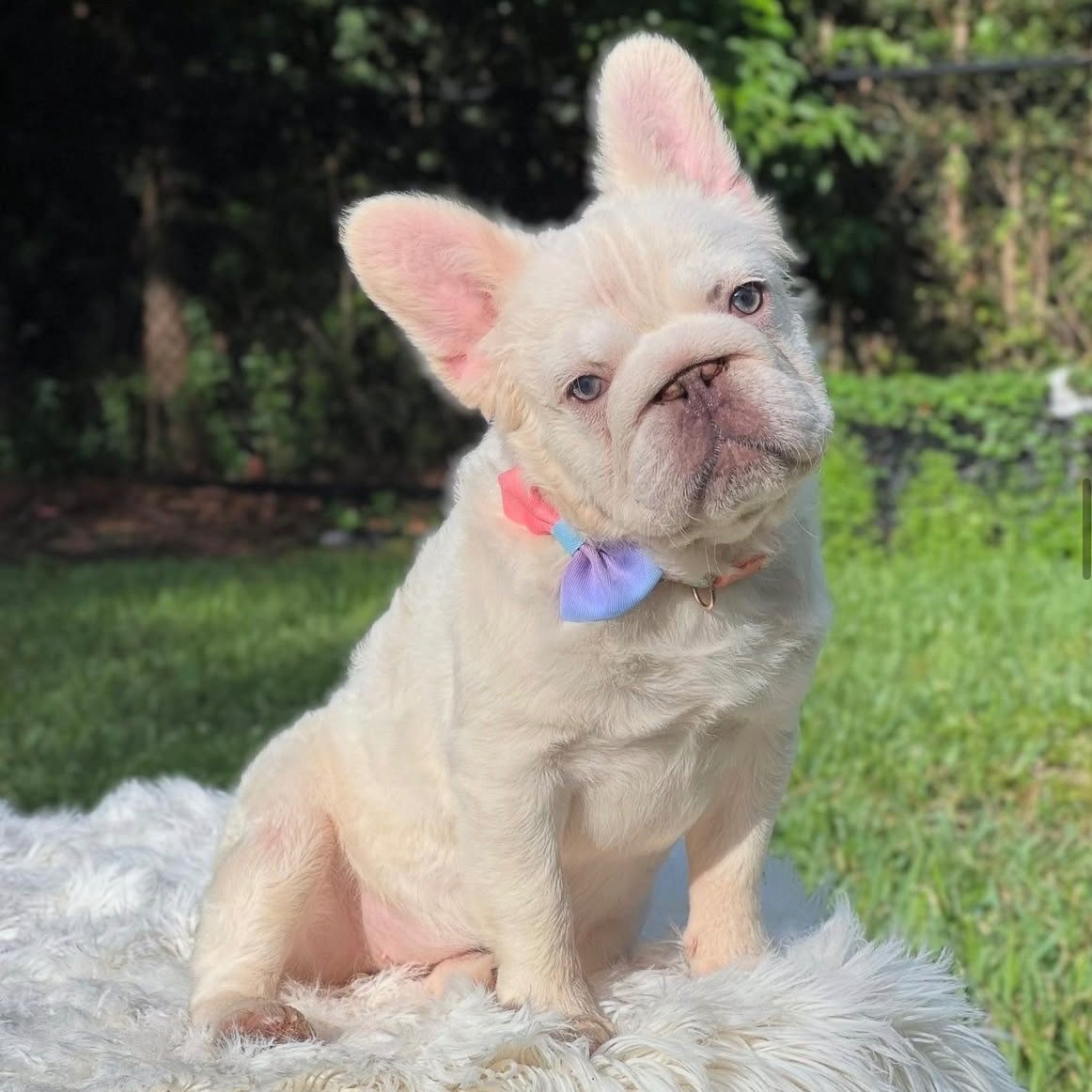 Poppy Big Rope Curly Fluffy FULL AKC | French Bulldog Girl | Puppy ID 29485