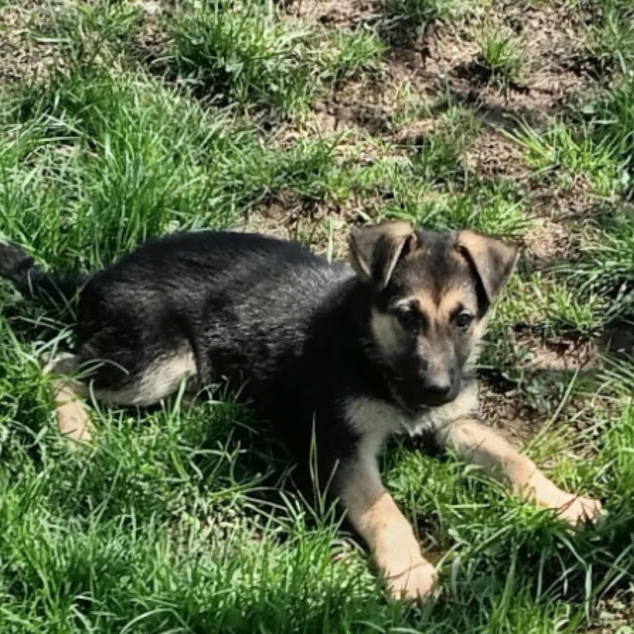 Megatron | German Shepherd Dog Boy | Puppy ID 29170