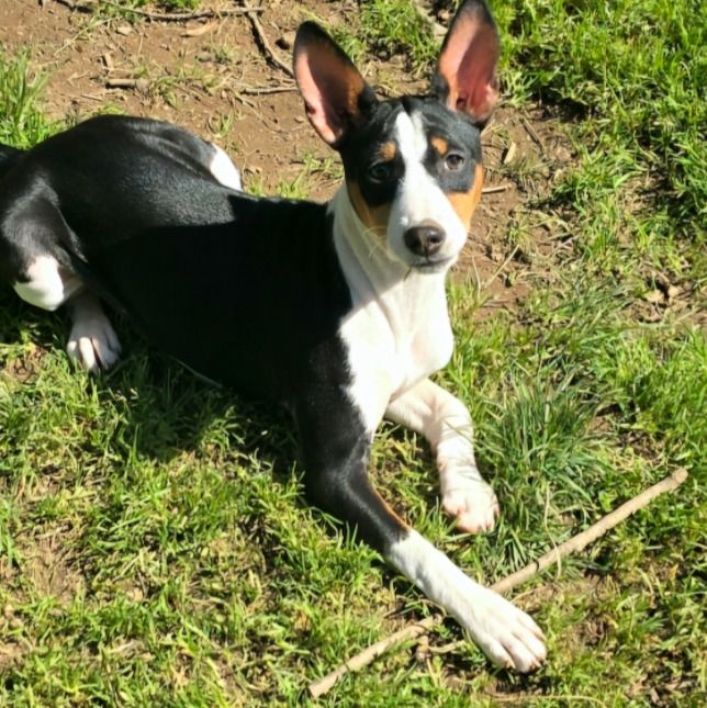 Tri female | Basenji Girl | Puppy ID 29680