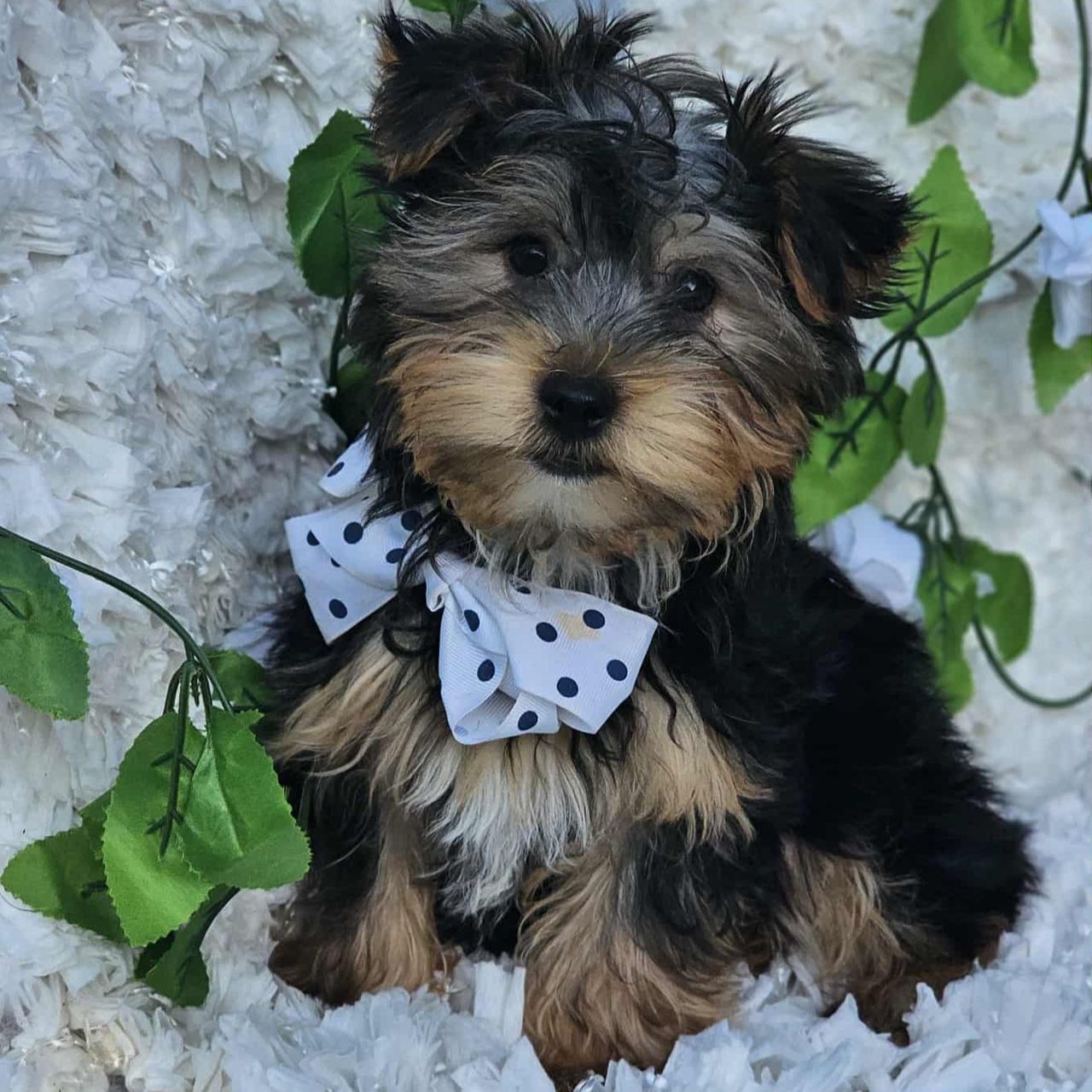 Barron | Yorkshire Terrier Boy | Puppy ID 29865