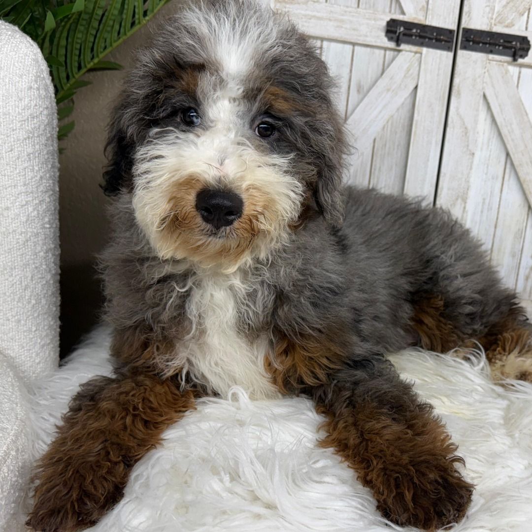 Earl Gray | Bernedoodle Boy | Puppy ID 30013
