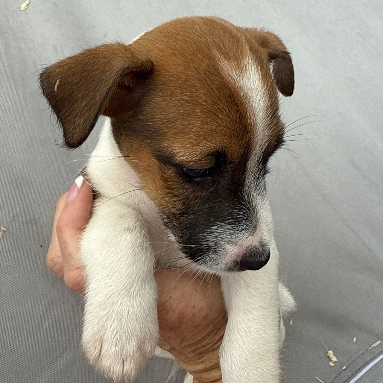 Male 2 | Jack Russell Terrier Boy | Puppy ID 30450