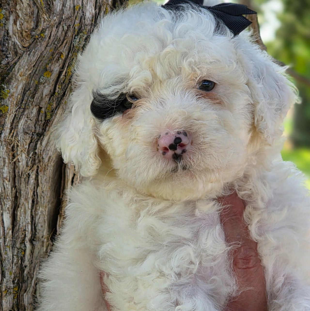 McKenzie- mini | Portidoodle Girl | Puppy ID 30138