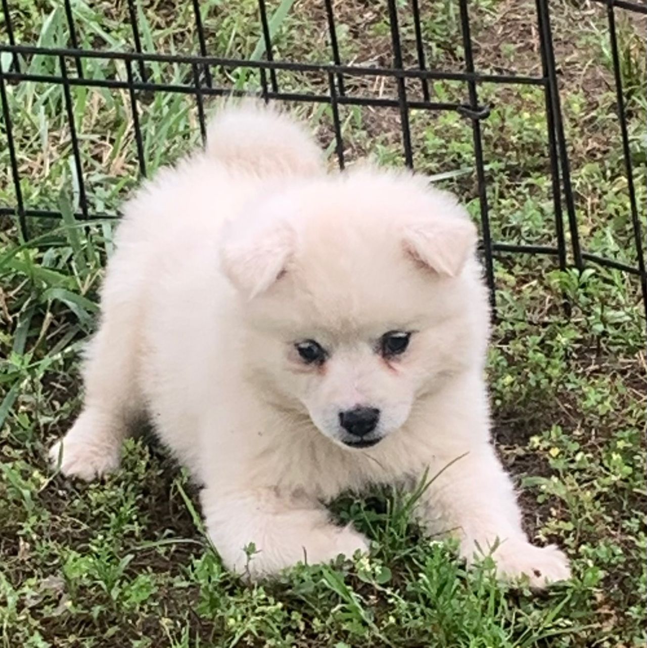 Snowy Boy~ TITAN~! | Miniature Husky Boy | Puppy ID 30562