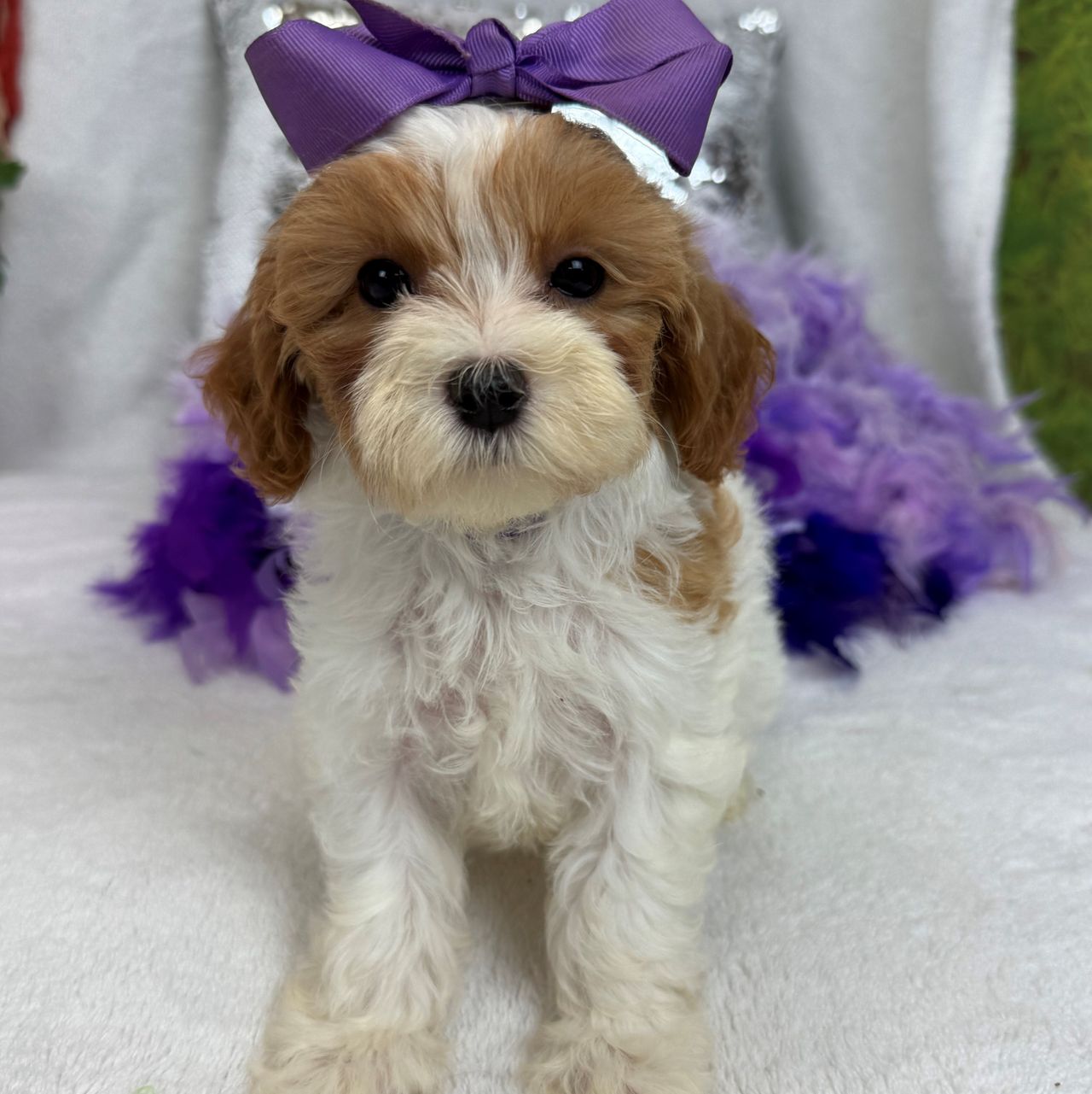 Mia Purple Girl | Cavapoo Girl | Puppy ID 29902