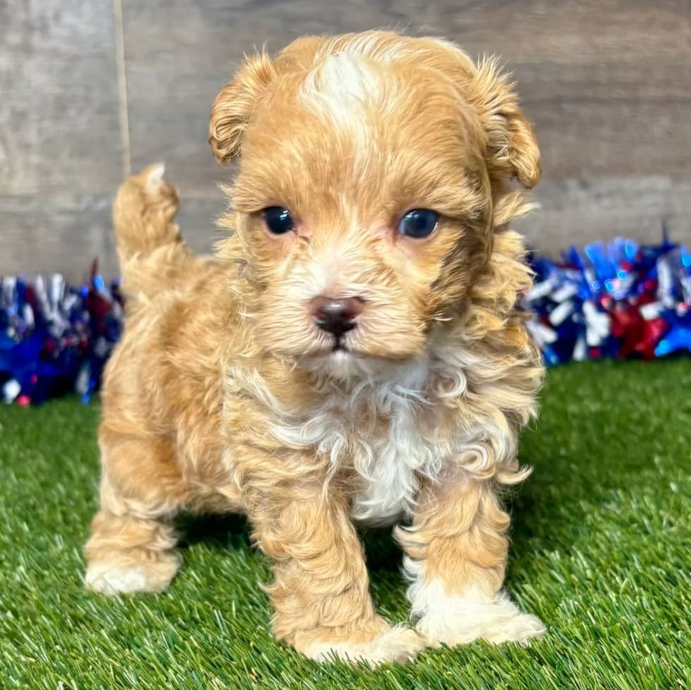 Major | Maltipoo Boy | Puppy ID 30721