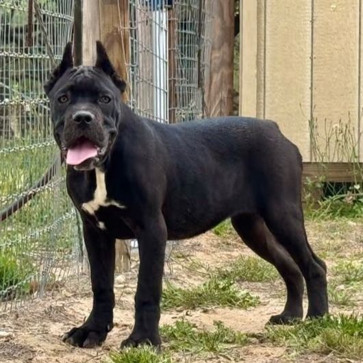 Green Collar | Cane Corso Girl | Puppy ID 27972