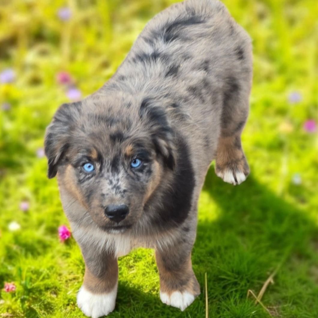 Harriet | Australian Shepherd Girl | Puppy ID 30349