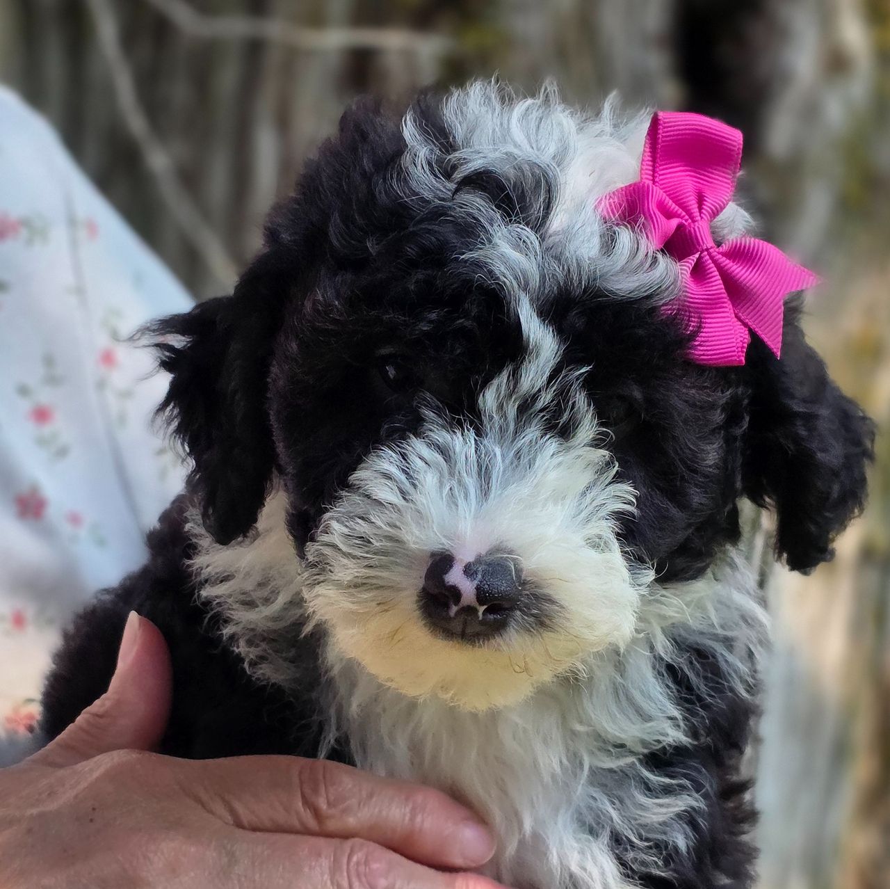 Tasha- mini | Sheepadoodle Girl | Puppy ID 30250