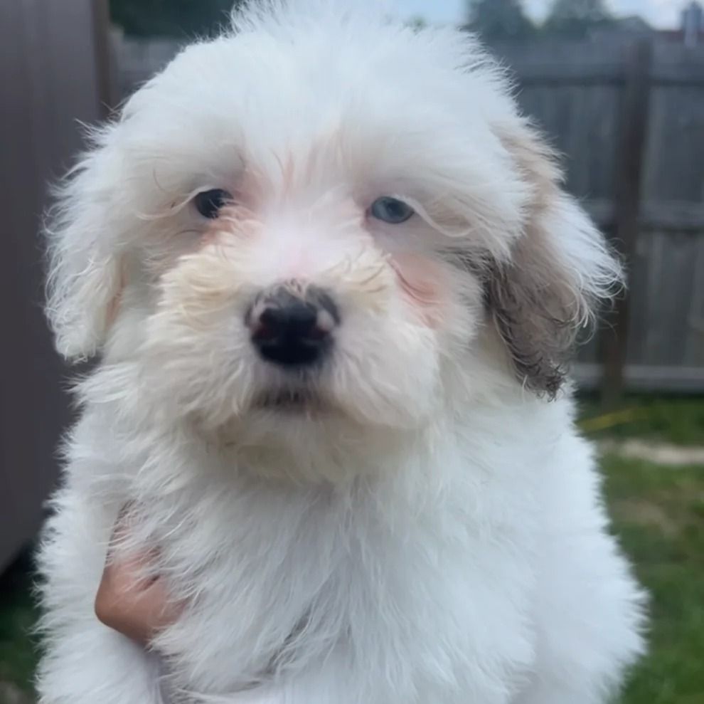 Bluey | Labradoodle Boy | Puppy ID 30470