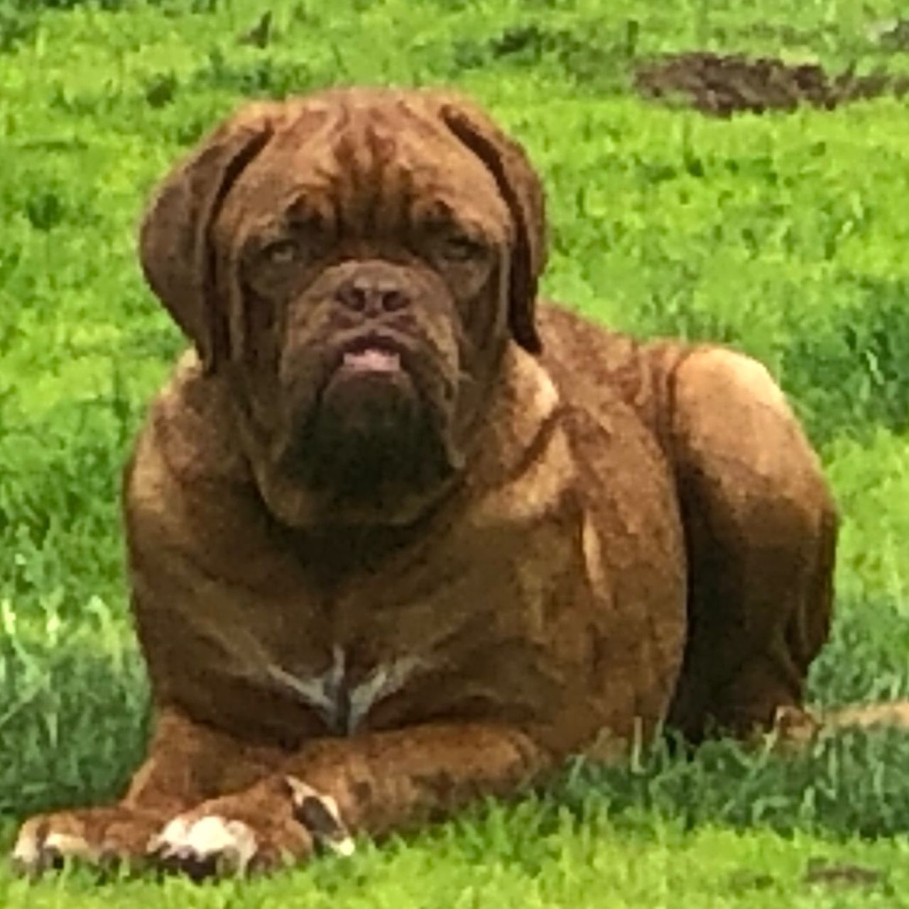 #2 Male | Dogue de Bordeaux Boy | Puppy ID 27427