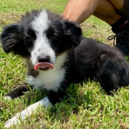 Pandy | Miniature American Shepherd (Mini Aussie) Girl | Puppy ID 29400