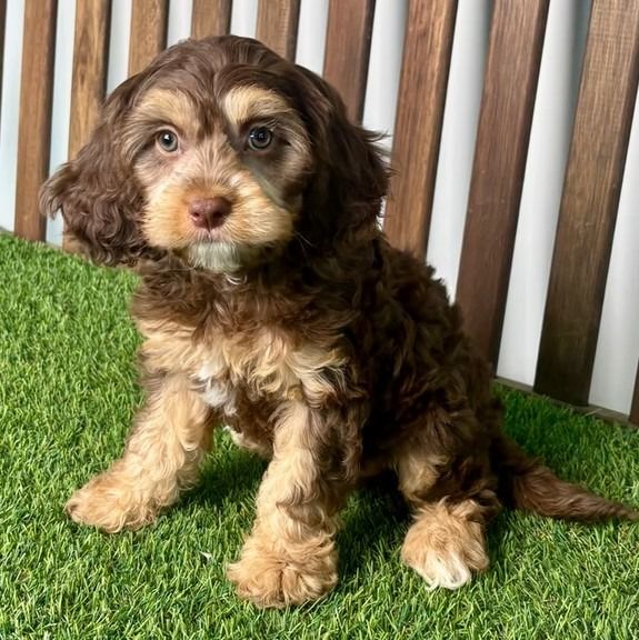 Caine | Cavapoo Boy | Puppy ID 30074