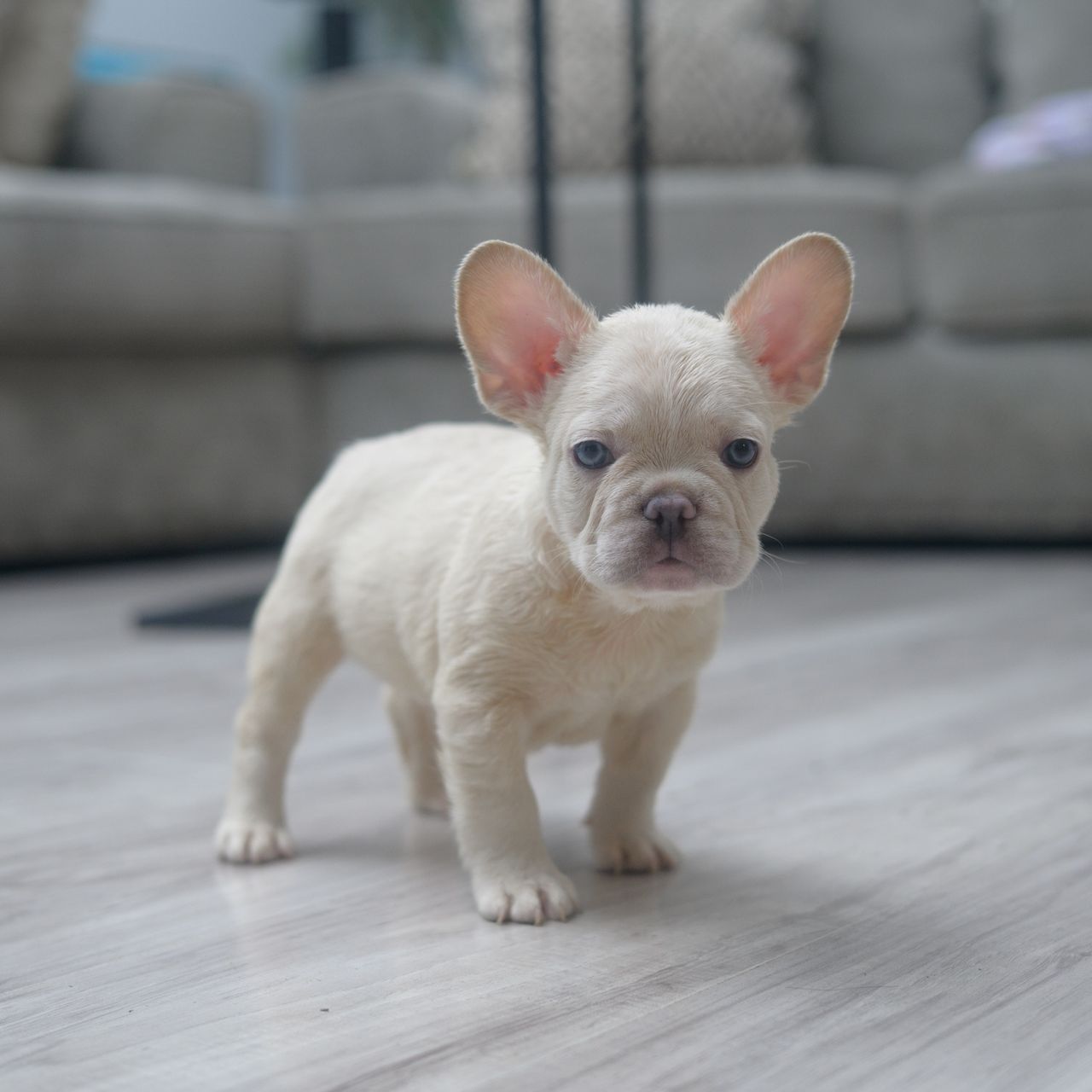 Red Ranger | French Bulldog Boy | Puppy ID 31324