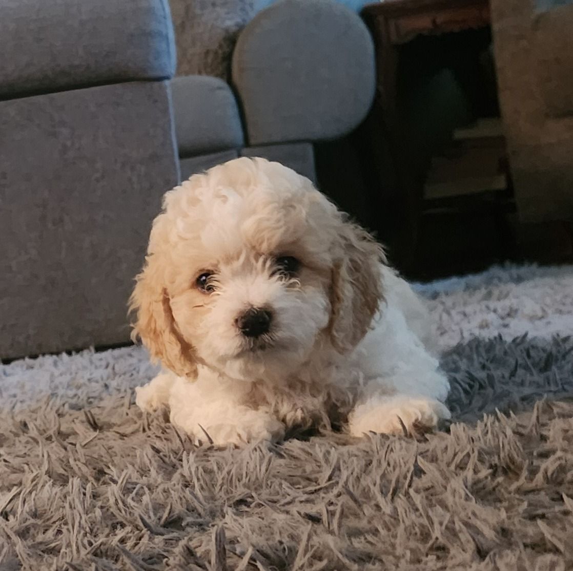 Lady | Cavapoo Girl | Puppy ID 31228
