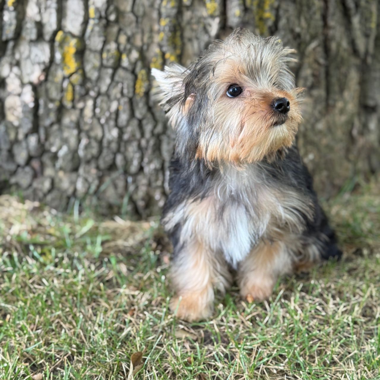 Charlie | Yorkshire Terrier Boy | Puppy ID 30509