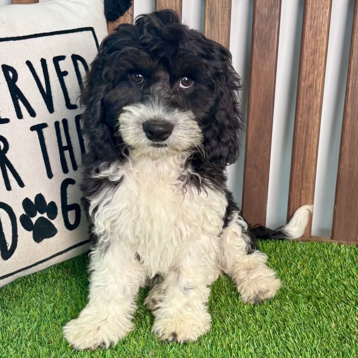 Case | Cavapoo Boy | Puppy ID 31644