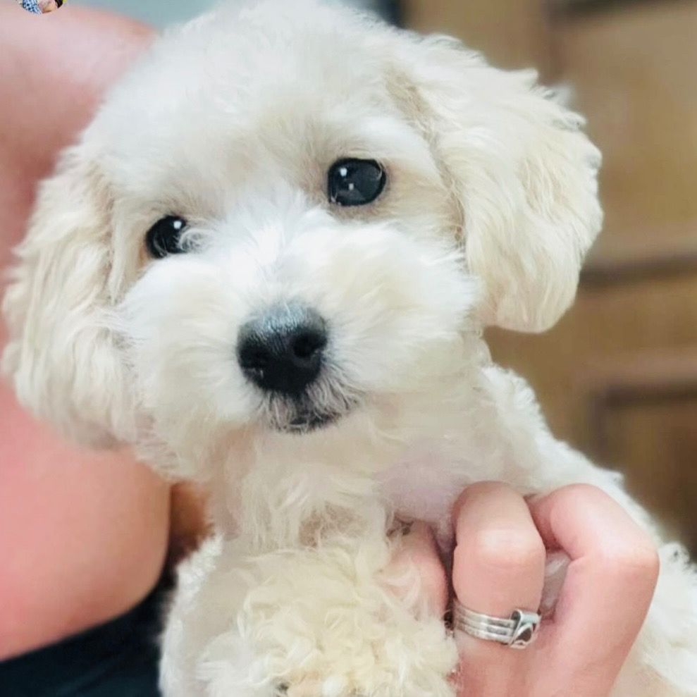 Little Guy | Toy Poodle Boy | Puppy ID 31964