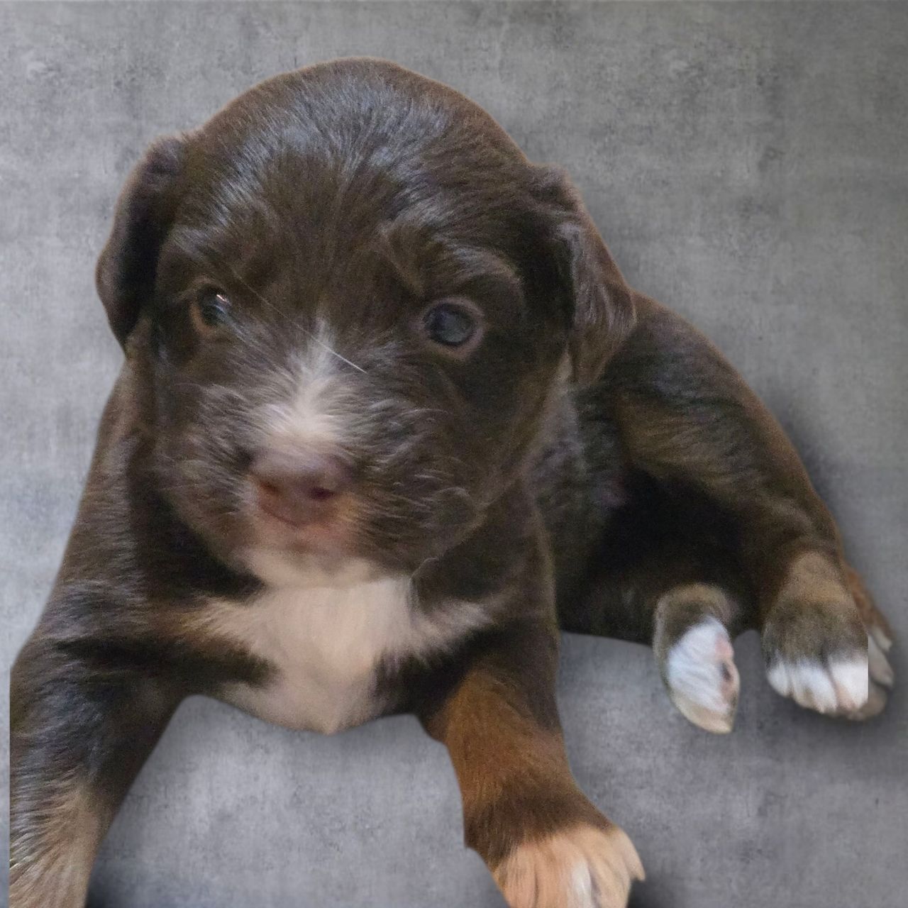 Layla | Australian Shepherd Girl | Puppy ID 31874