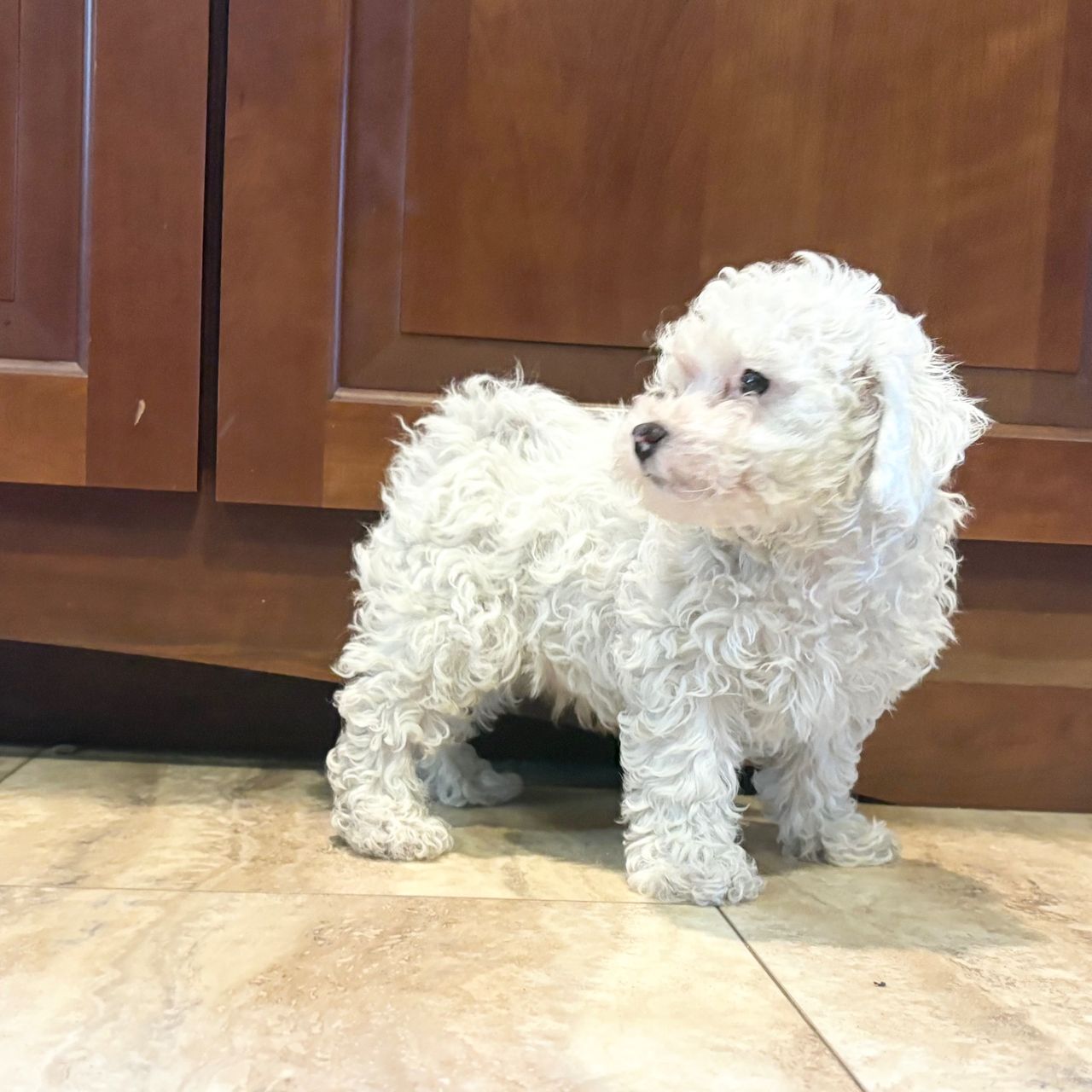 Benji | Bichon Frise Boy | Puppy ID 32005