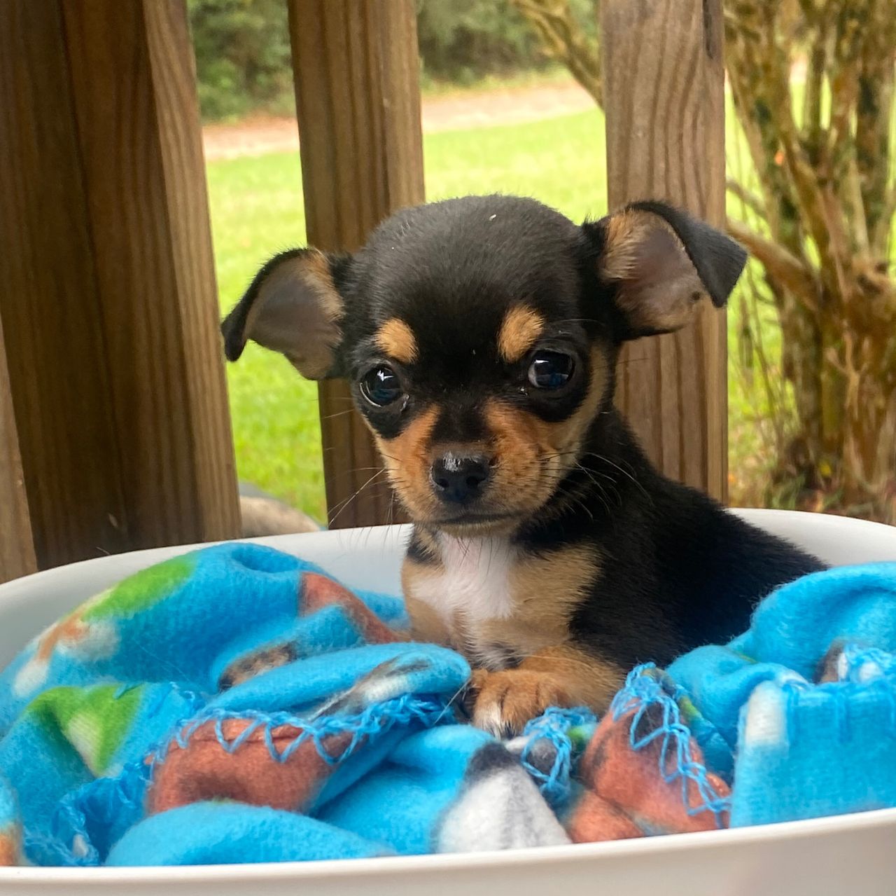 Kassi | Chihuahua Girl | Puppy ID 31885