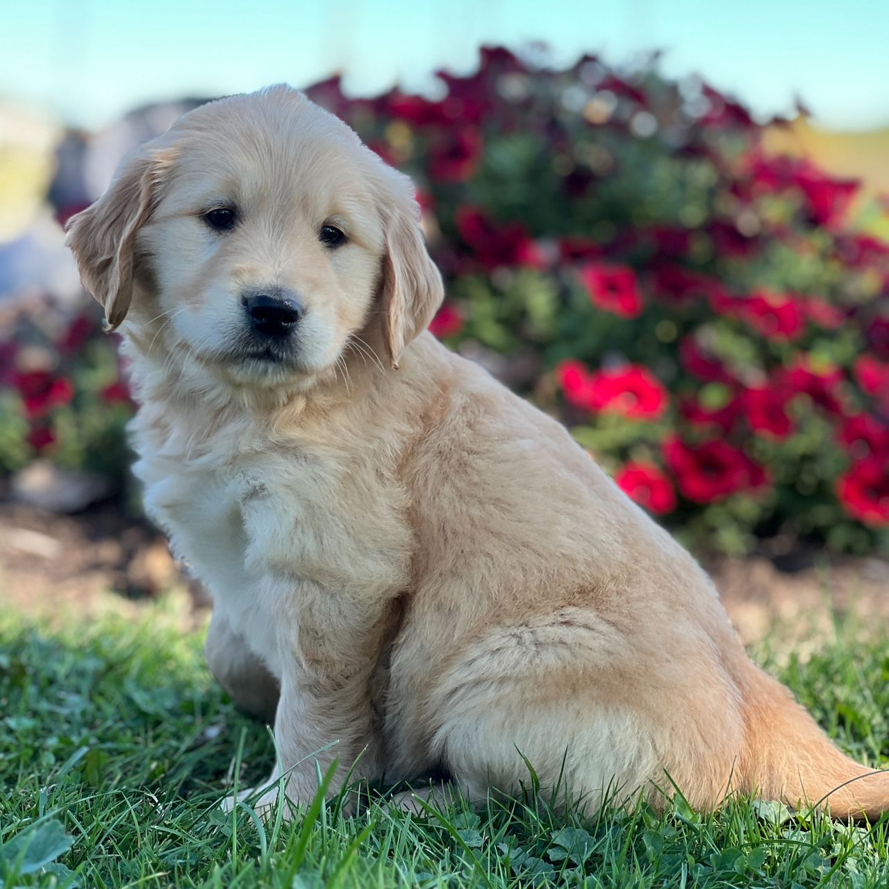 Samuel | Golden Retriever Boy | Puppy ID 32110