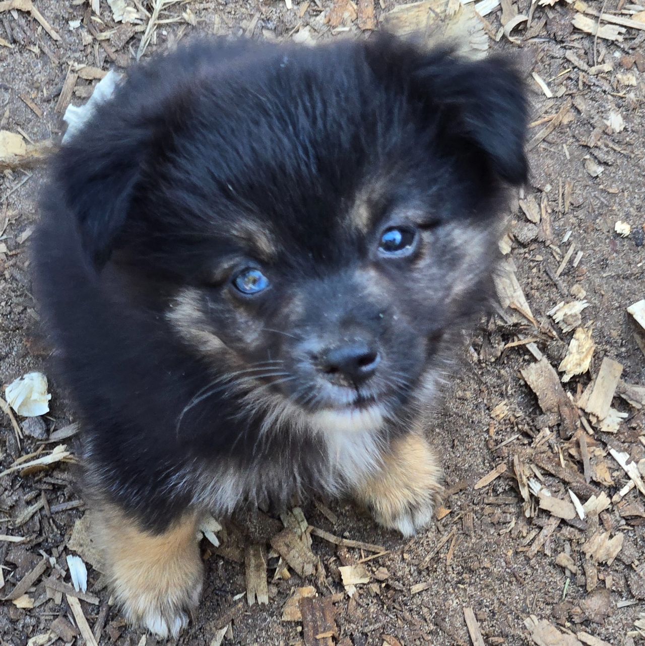 Indie | Miniature American Shepherd (Mini Aussie) Girl | Puppy ID 31772