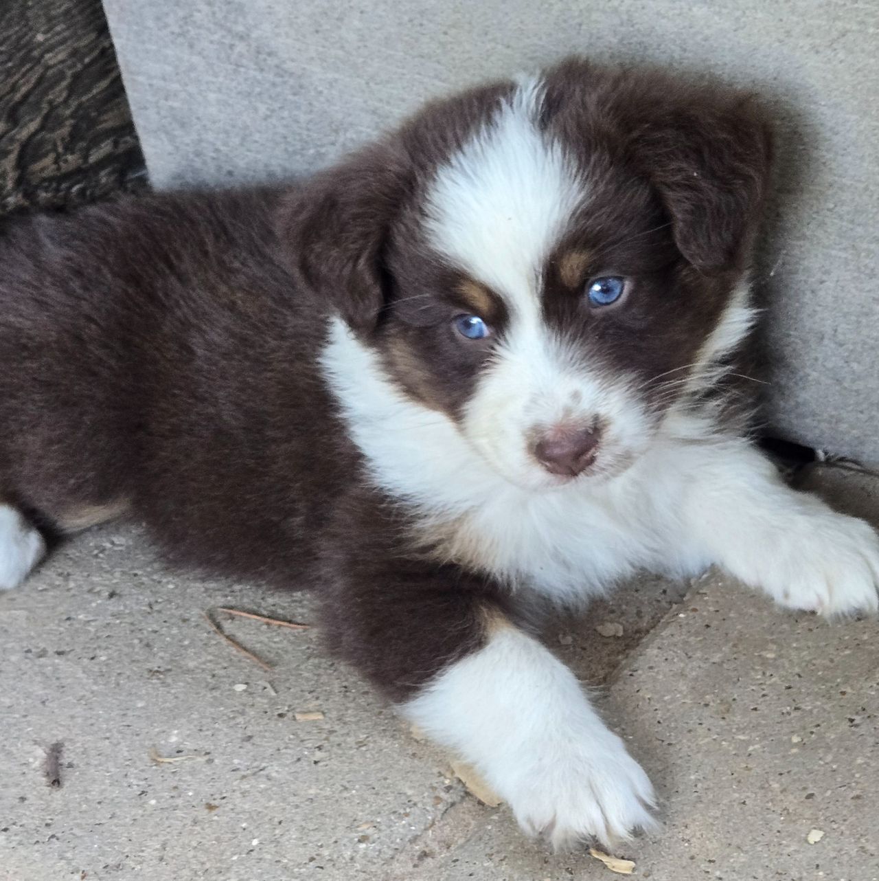 Lilly | Australian Shepherd Girl | Puppy ID 31872