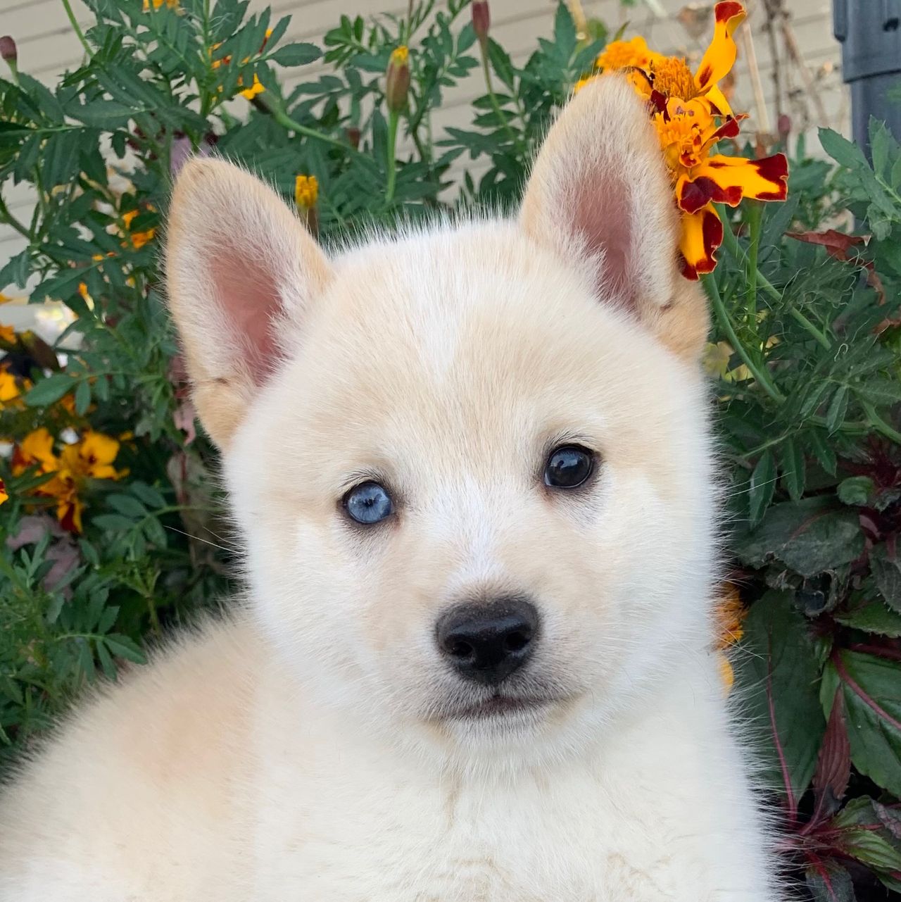 Tiny Mighty Thor ~! | Alaskan Klee Kai Boy | Puppy ID 32544
