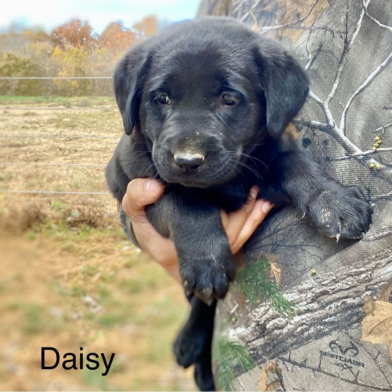 Daisy | Labrador Retriever Girl | Puppy ID 32624