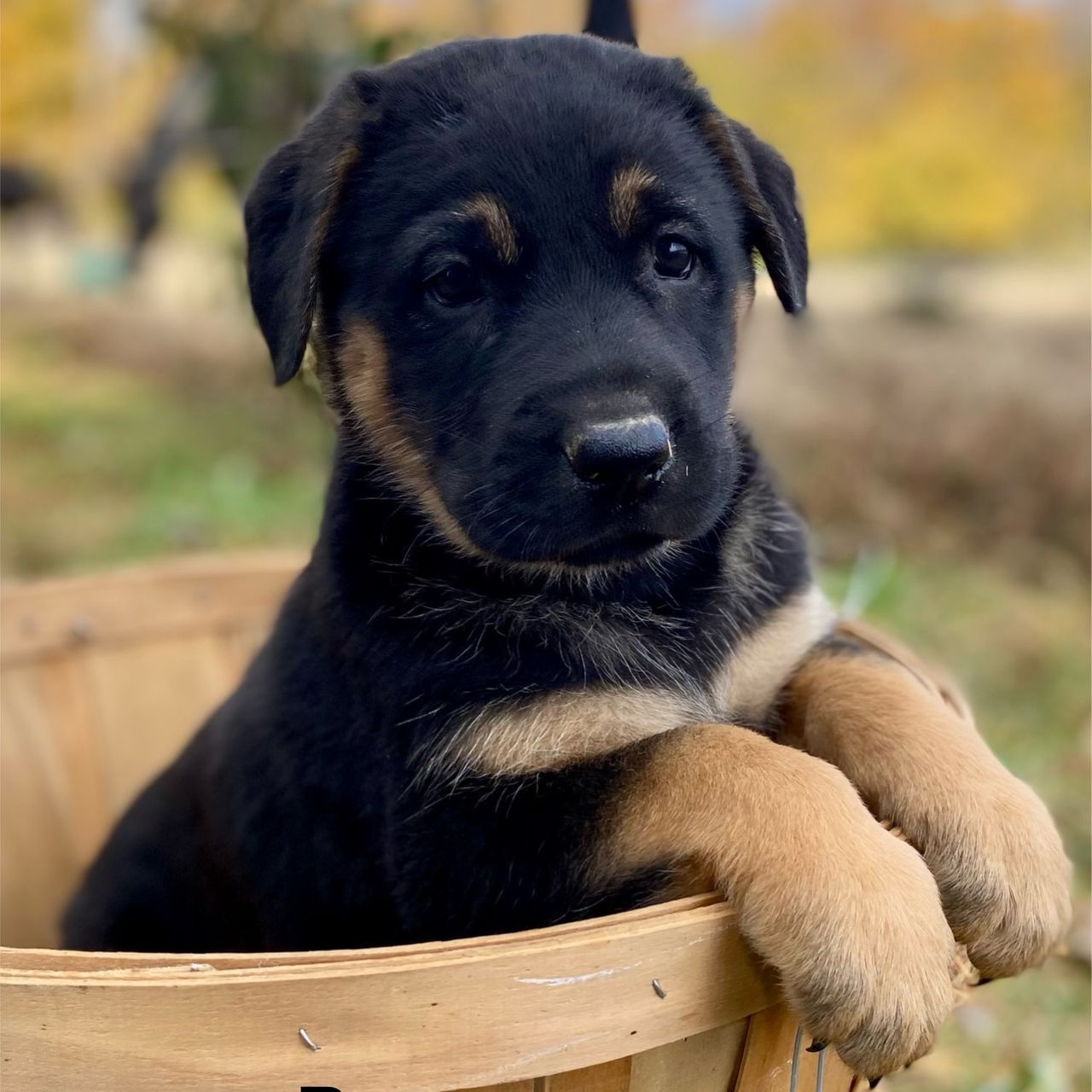 Bruno | German Sheprador Boy | Puppy ID 32625