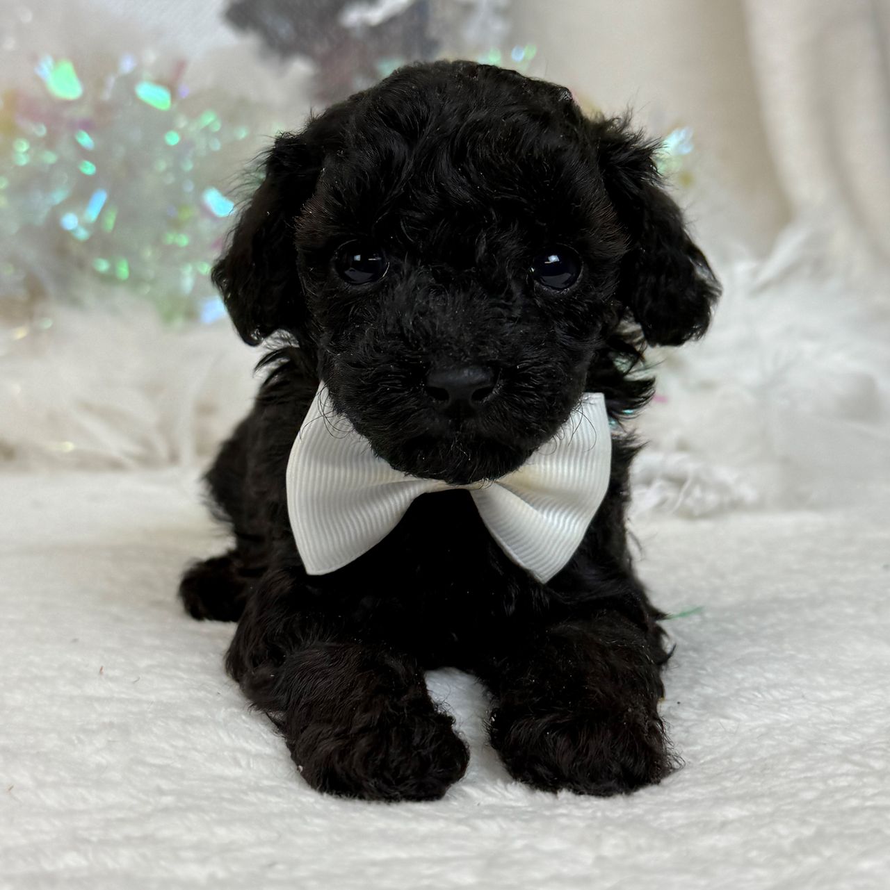 Cici White Boy | Toy Poodle Boy | Puppy ID 32488