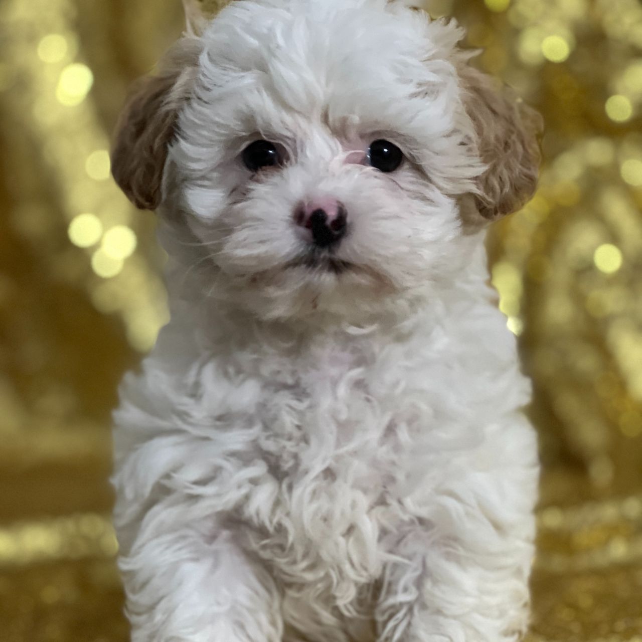 Chloe | Shih-Poo Girl | Puppy ID 32713