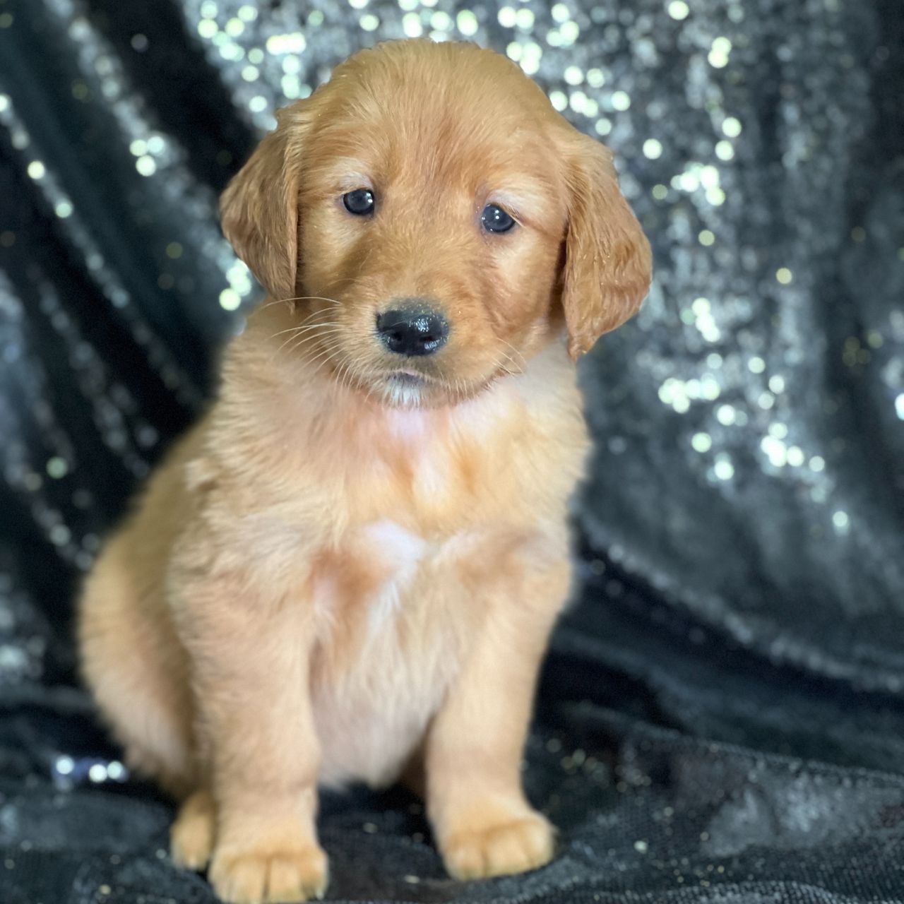 Sylvia | Golden Retriever Girl | Puppy ID 32865