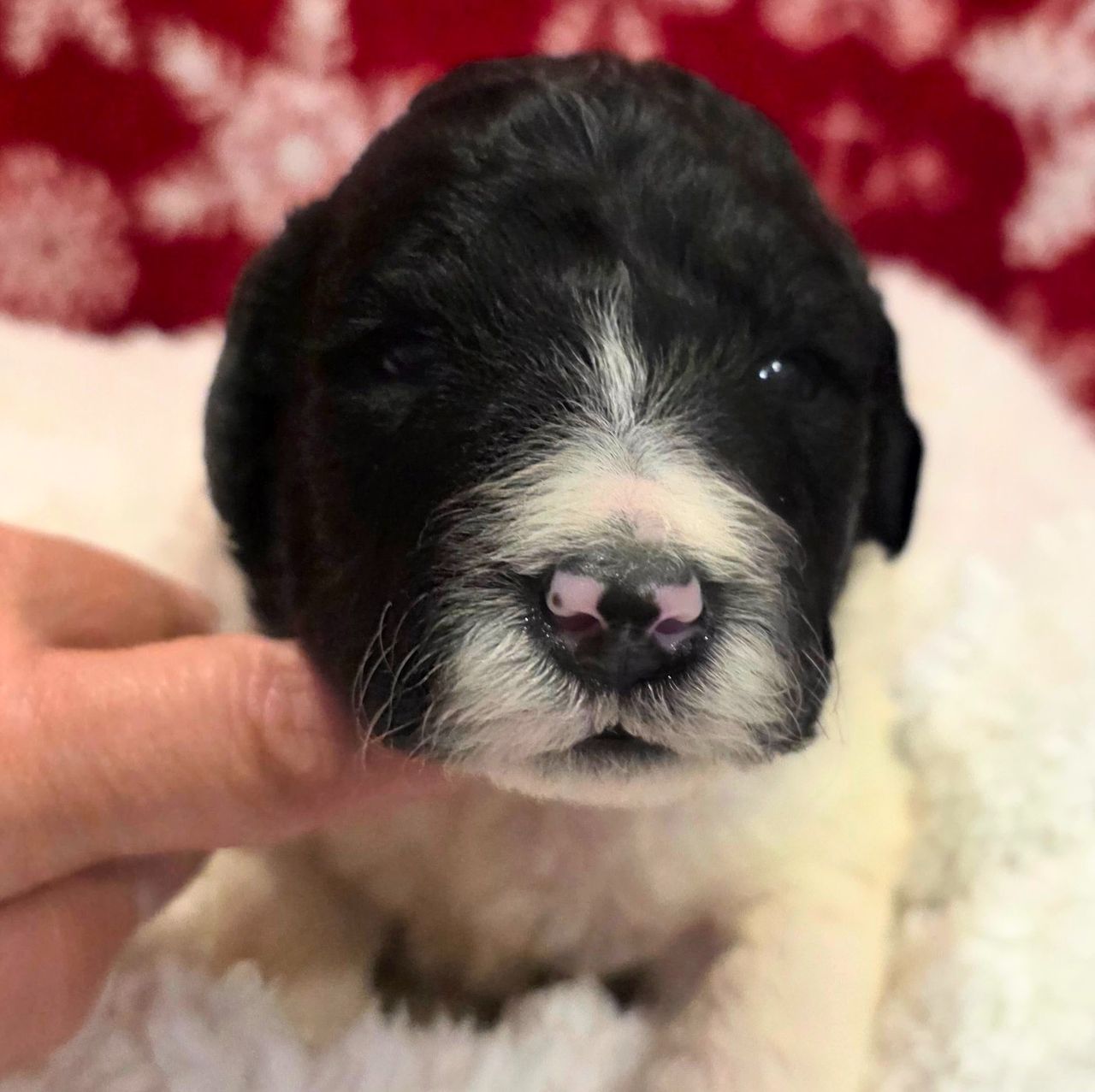 Snoopy-mini | Portidoodle Boy | Puppy ID 32966