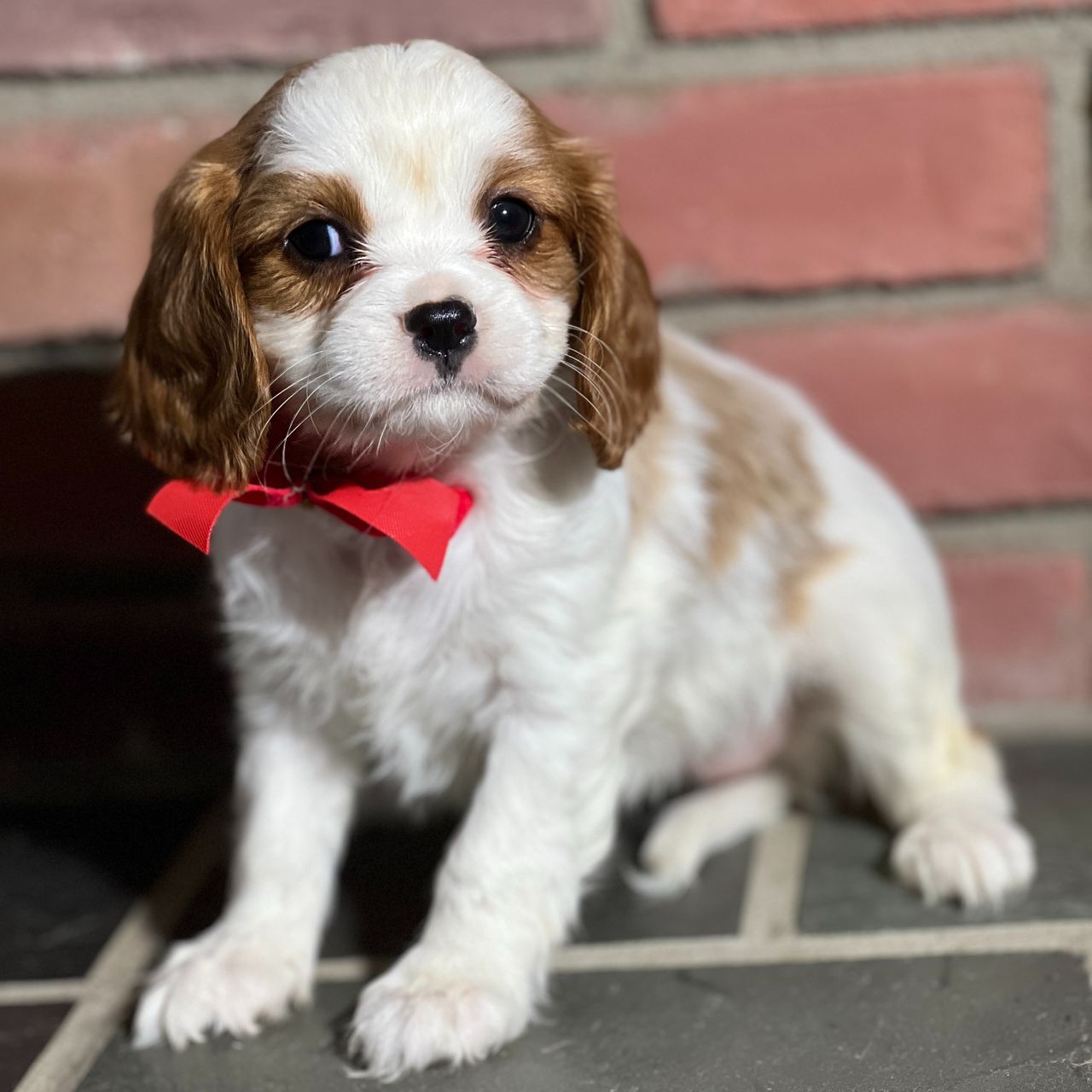 Kelly | Cavalier King Charles Spaniel Girl | Puppy ID 33076