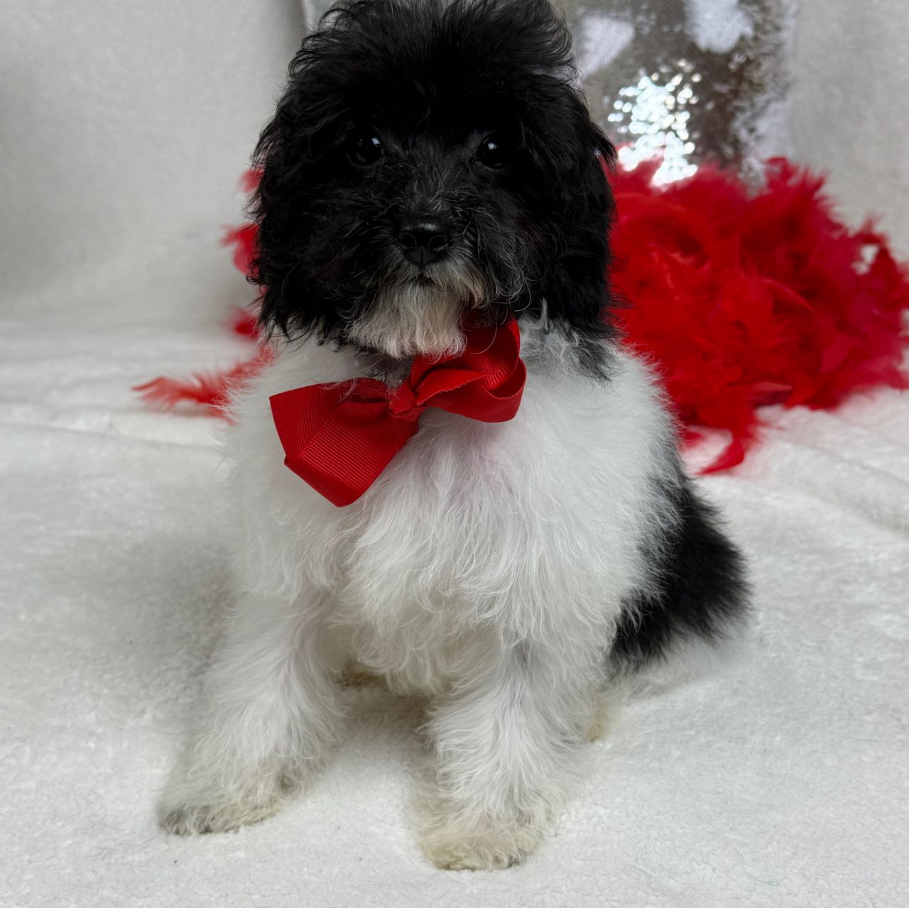 Cici Red Boy | Toy Poodle Boy | Puppy ID 32487